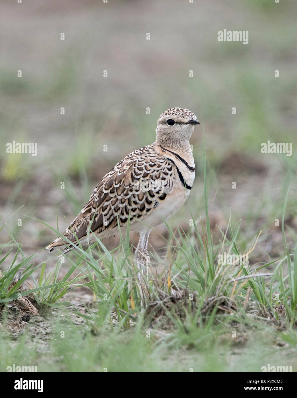 Double-banded Courser (Rhinoptilus africanus), Namibia Stock Photo - Alamy