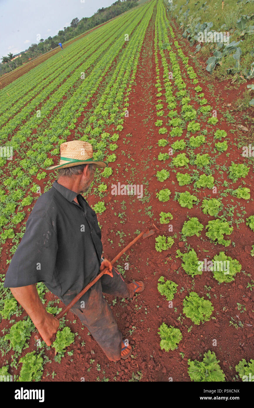 Trabalhador rural capina lavoura de alface em propriedade em Campo ...