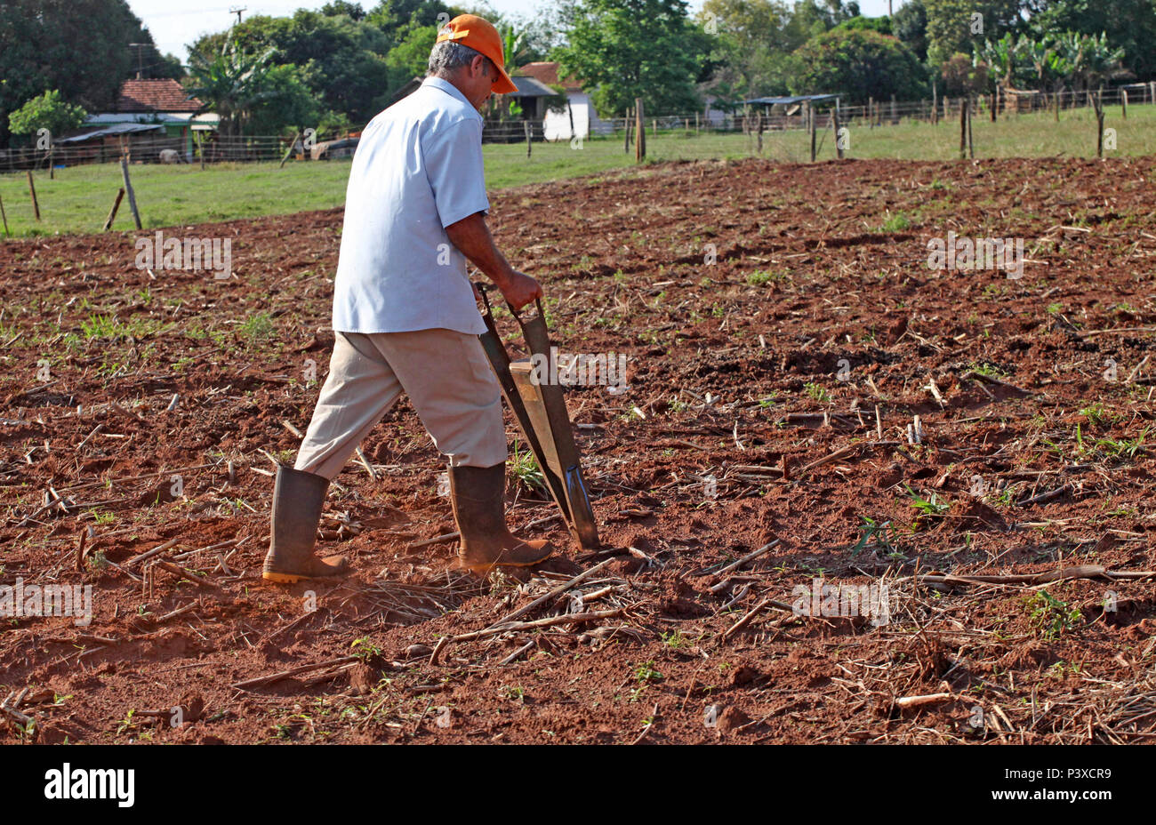 Agricultor usa uma Matraca para semear feijão em uma pequena ...