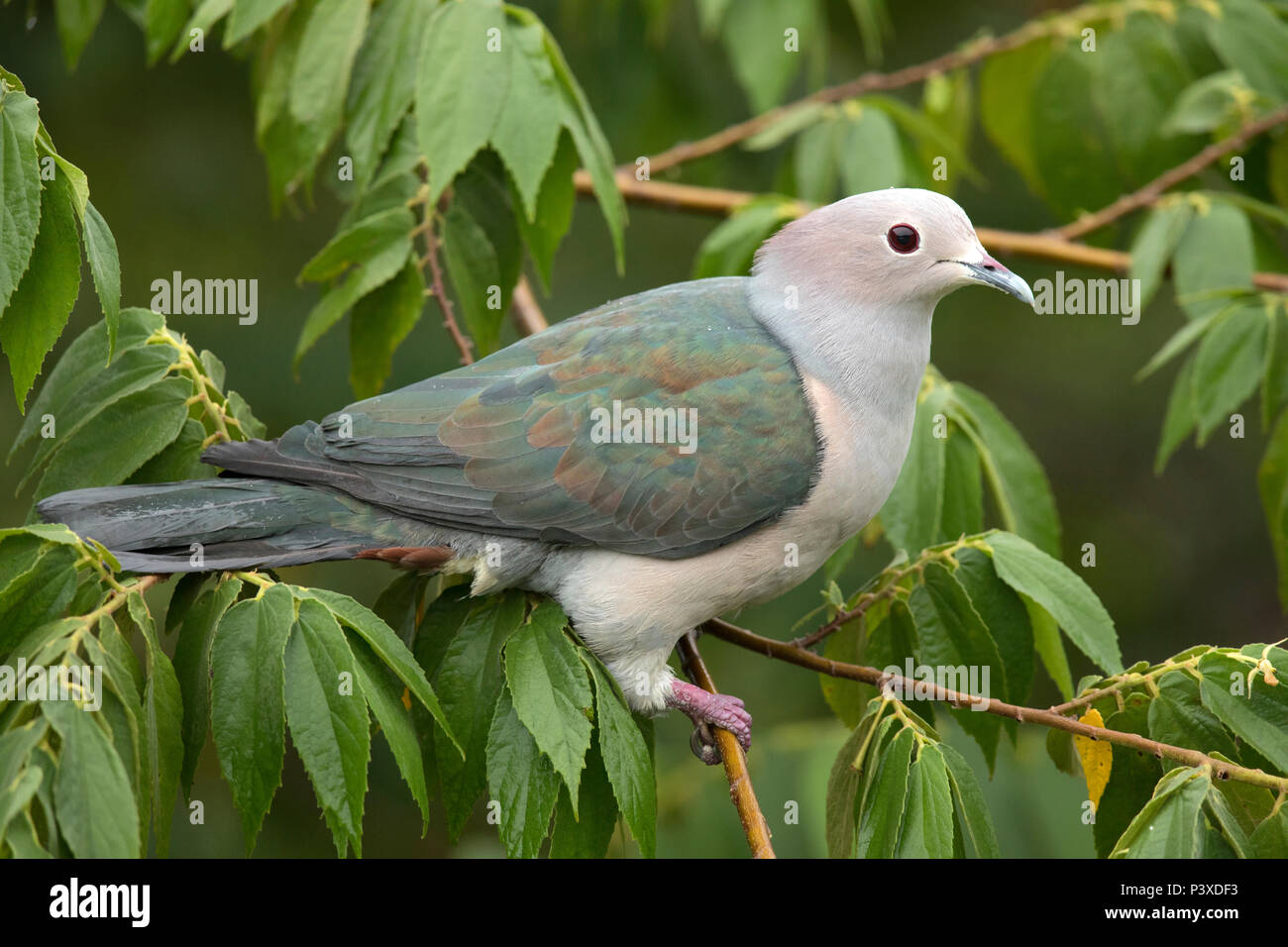Green Imperial-Pigeon (Ducula aenea), Udawalawe National Park, Sri ...