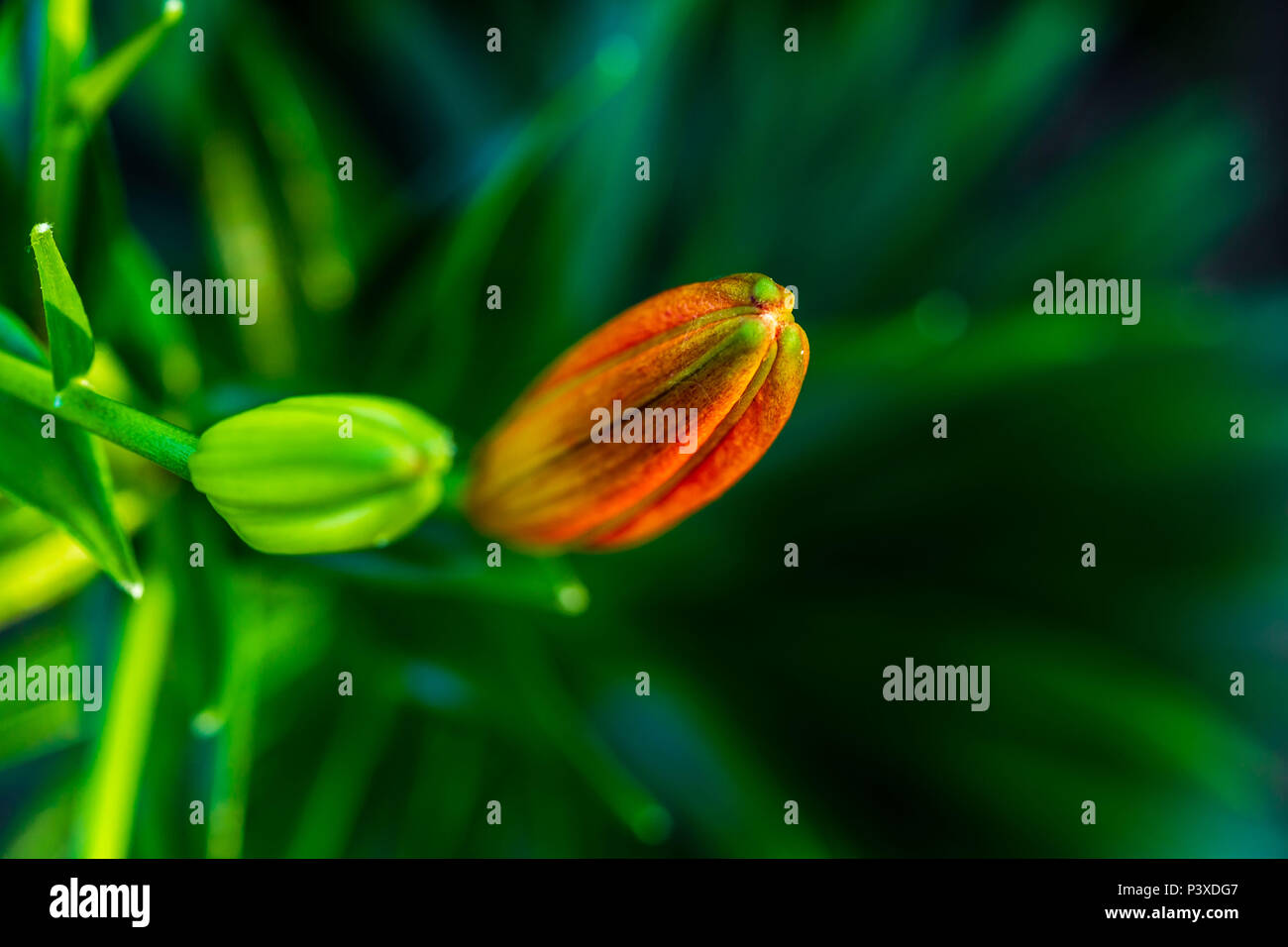 the close up of an unopened lily of an unknown color that will be open ...