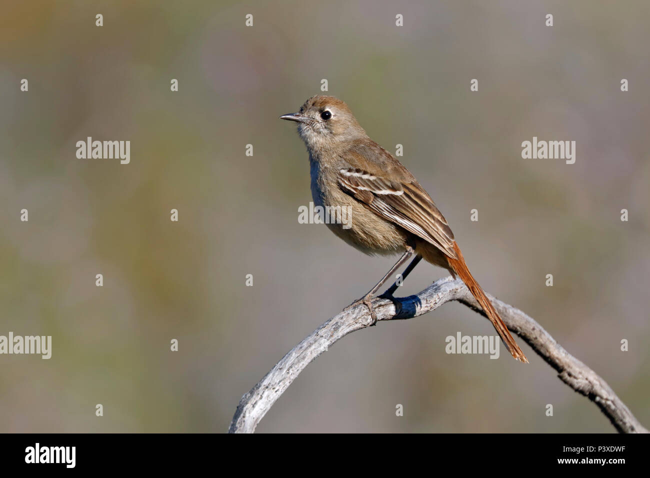 Southern Scrub-Robin (Drymodes brunneopygia), South Australia ...