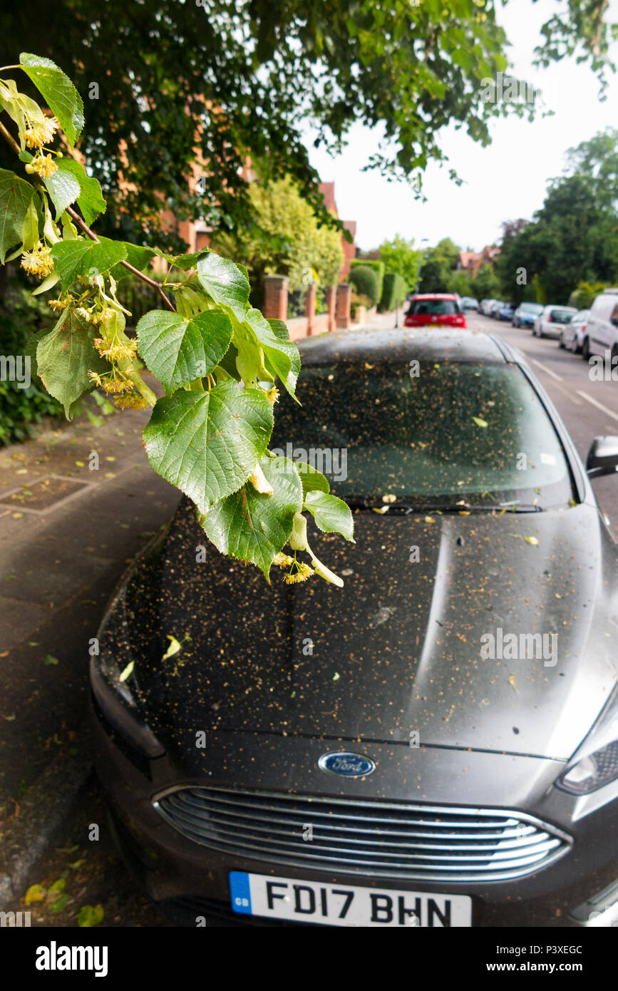 Tree sap car hi-res stock photography and images - Alamy