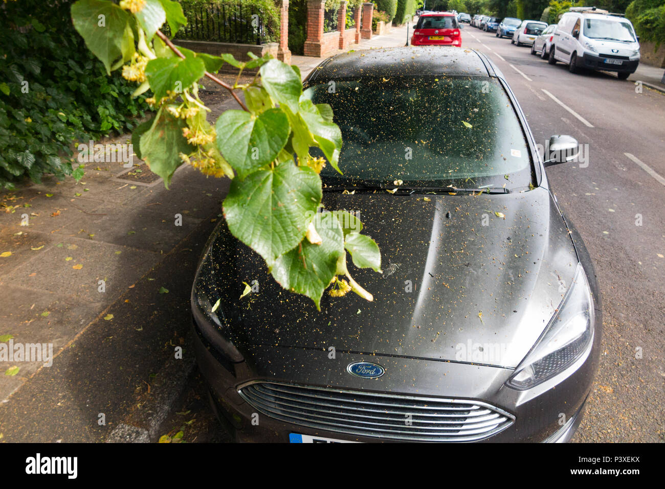 Tree sap car hi-res stock photography and images - Alamy