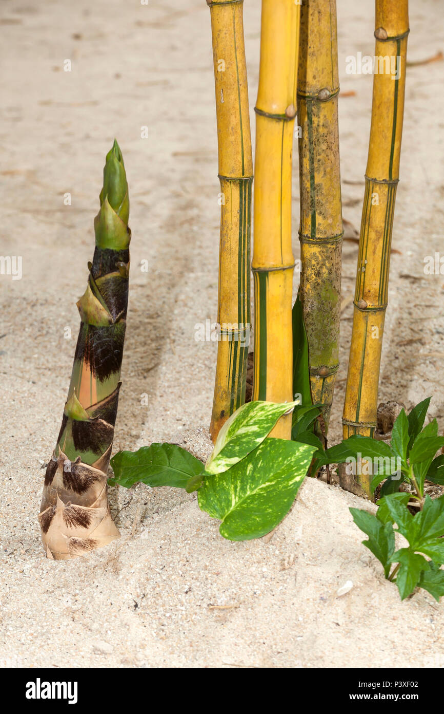 Bambus,Bambusspross, (Bambuseae),Vietnam, Asien Stock Photo - Alamy