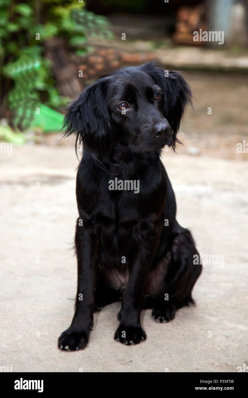 Labrador retriever hund jagdhund hi-res stock photography and images ...