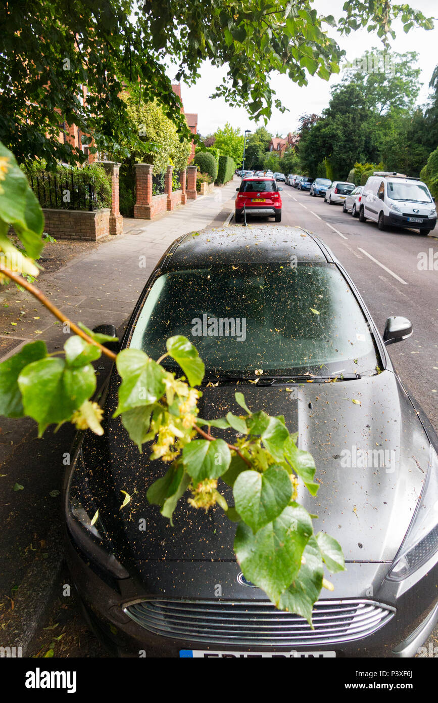 Tree sap car hi-res stock photography and images - Alamy