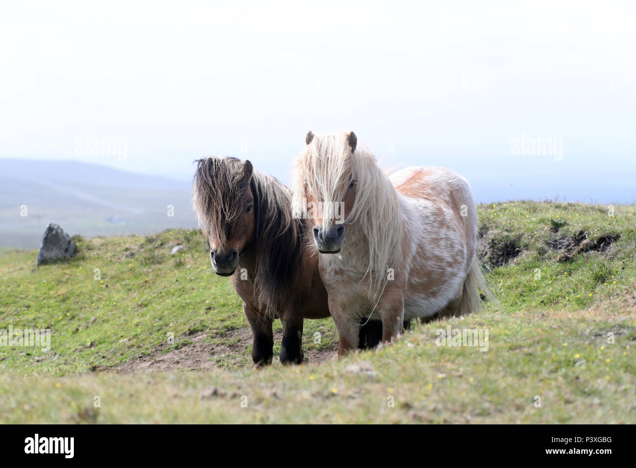 Shetland islands ponies hi-res stock photography and images - Alamy