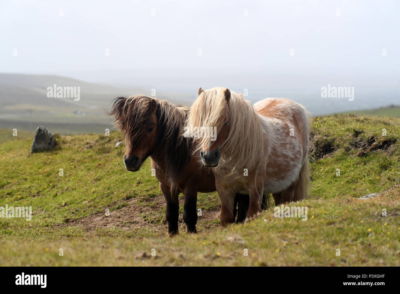 Shetlands islands ponies hi-res stock photography and images - Alamy