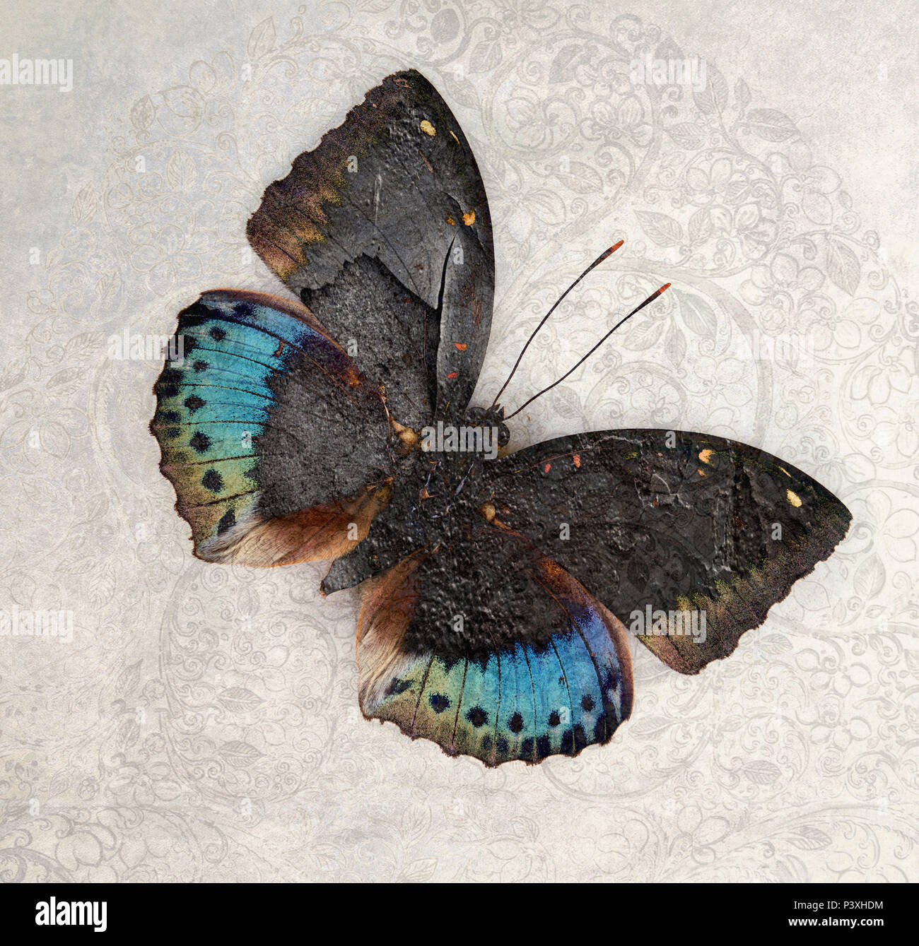 Butterfly wing texture abstract decorative hi-res stock photography and ...