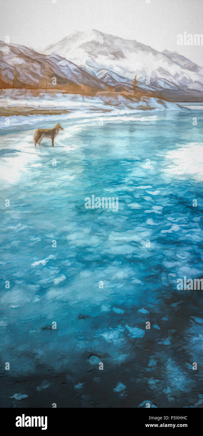 Coyote searching for prey frozen lake ice sheet Yukon Canada Stock ...