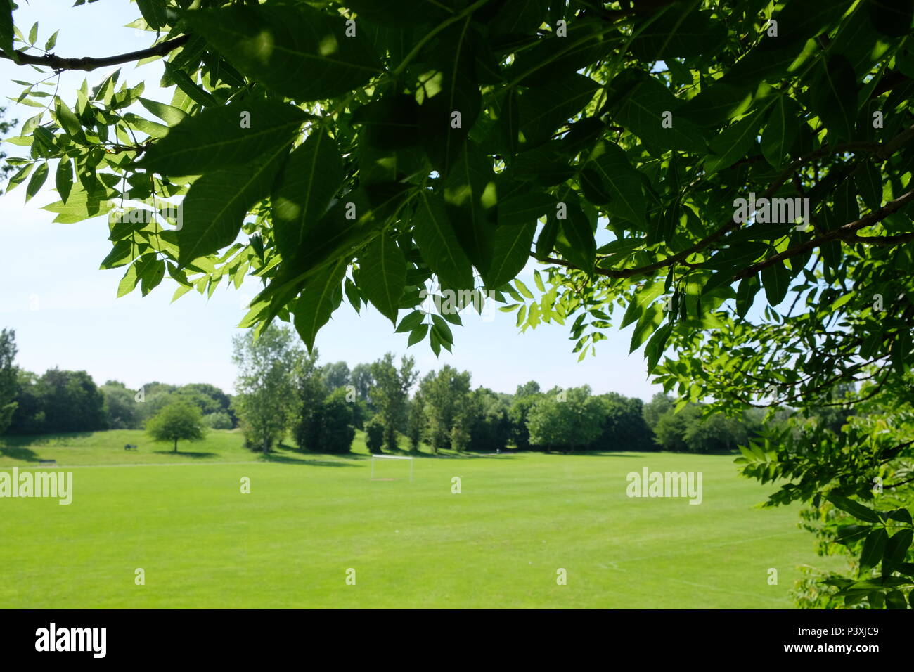 Trees in a spring time in Sinfin Moor Park in Derby Stock Photo - Alamy