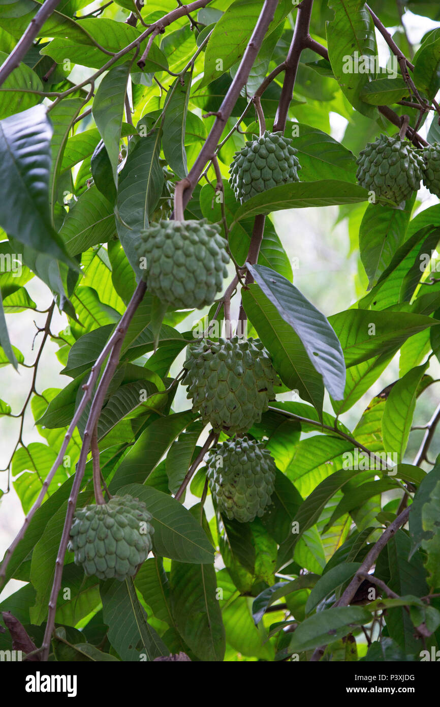 Fruta do conde hi-res stock photography and images - Alamy
