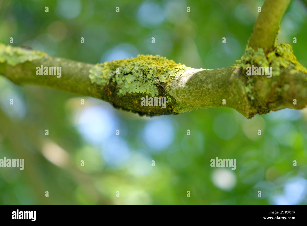 Lichen tree hi-res stock photography and images - Alamy