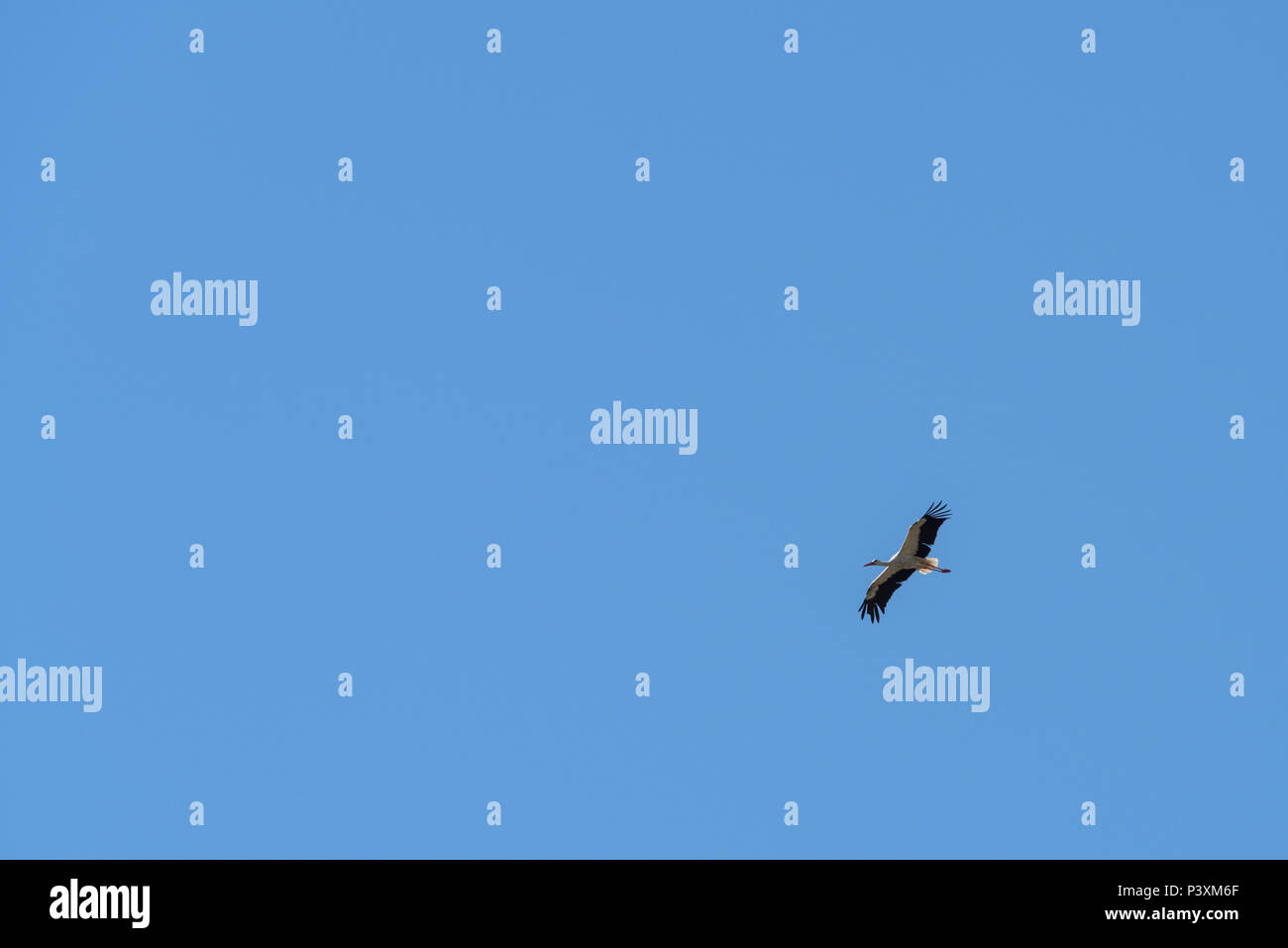 White Stork (Ciconia ciconia) in flight, Ukraine Stock Photo - Alamy