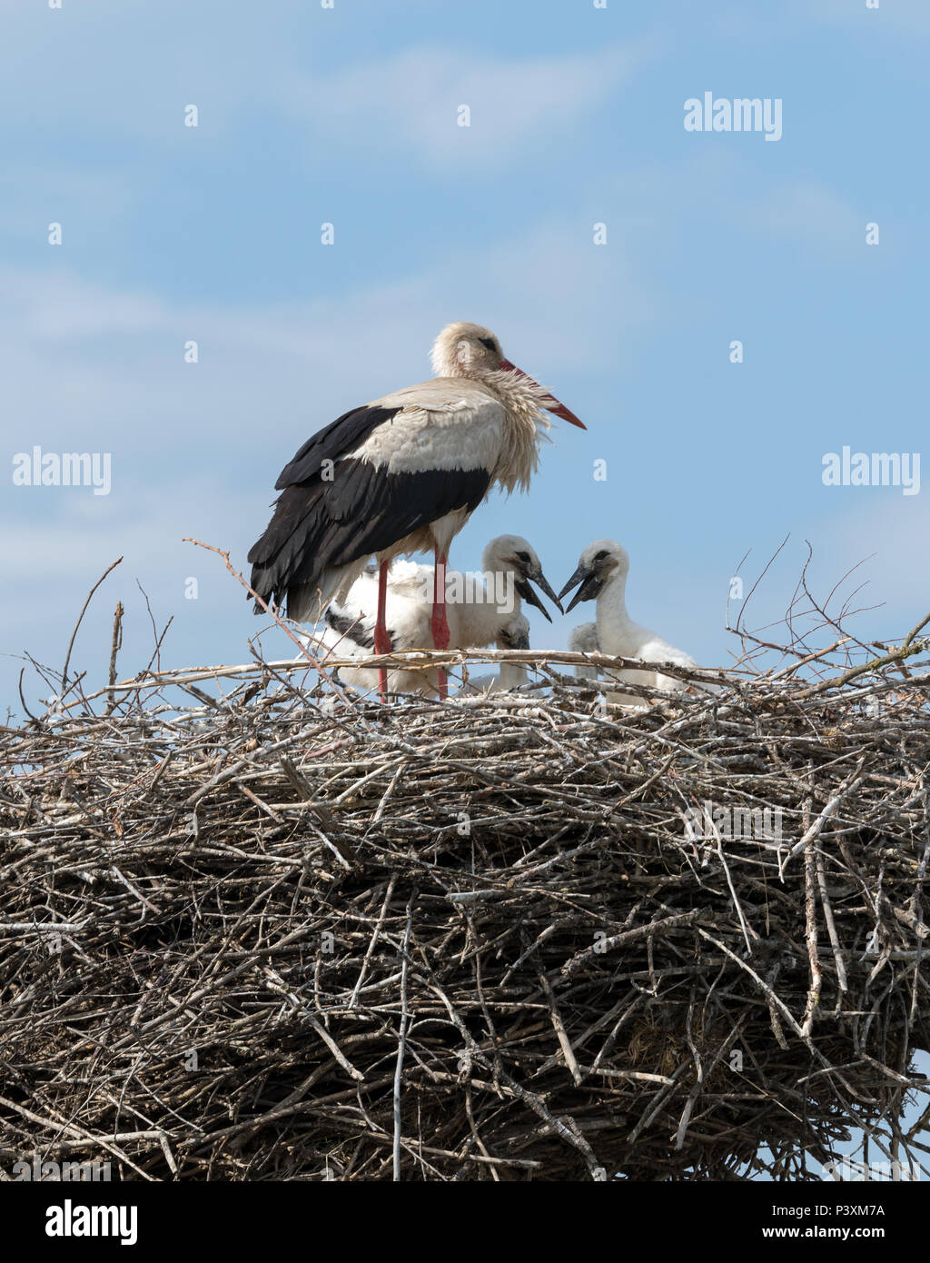 Stork nest ukraine hi-res stock photography and images - Alamy