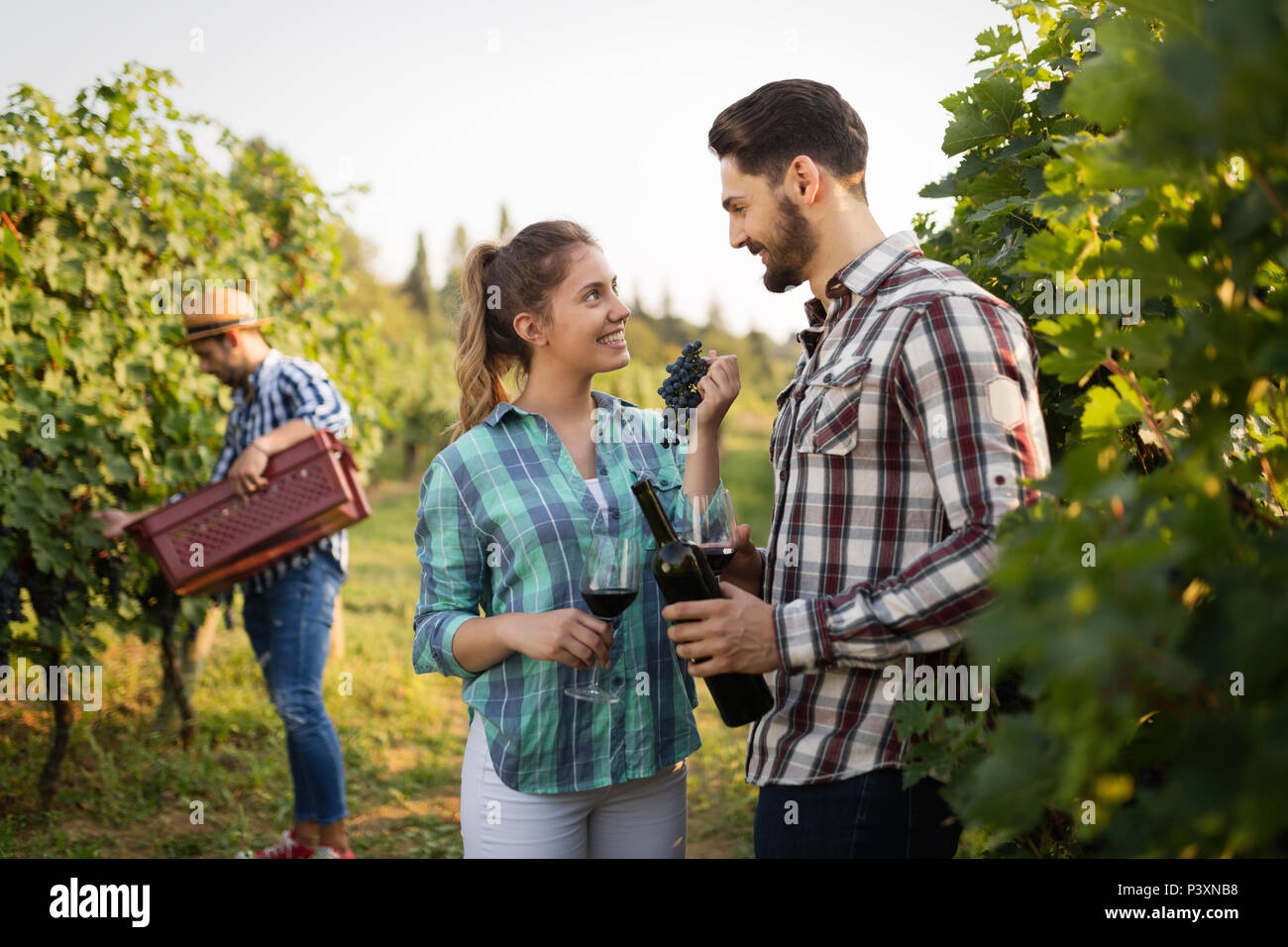 Vineyard harvesting picking hi-res stock photography and images - Alamy