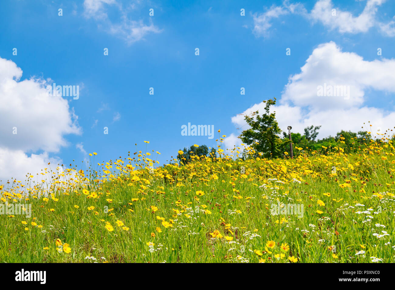 flowery hill under blue sky with cloud Stock Photo - Alamy