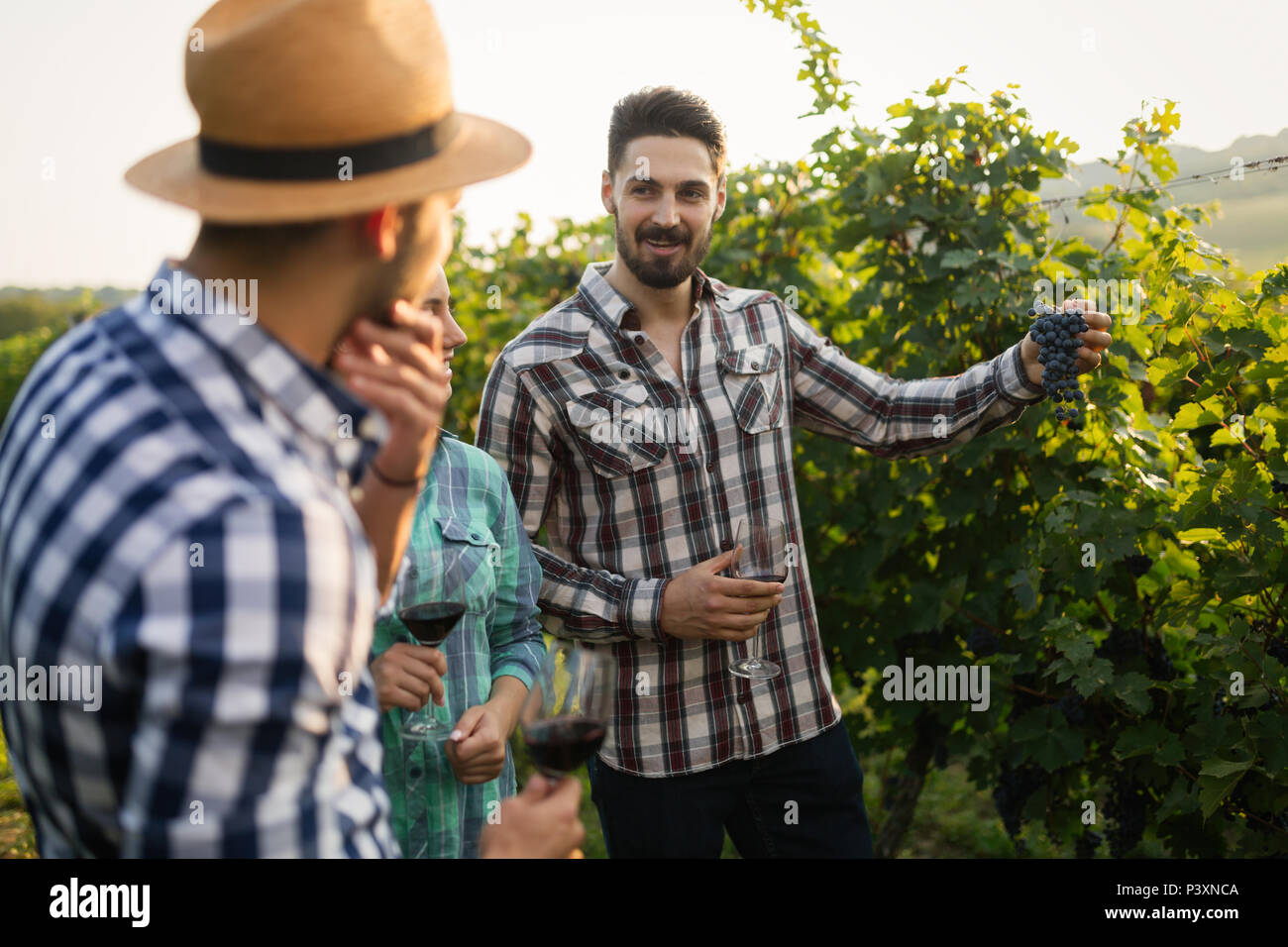 Vine grower viticulture hi-res stock photography and images - Alamy