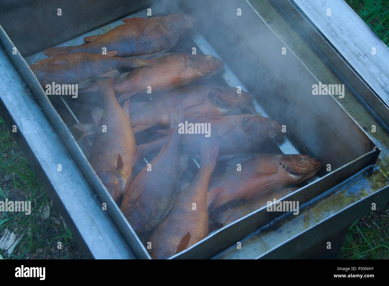 Fish smoking in smokehoude. Hot fish with steam Stock Photo - Alamy