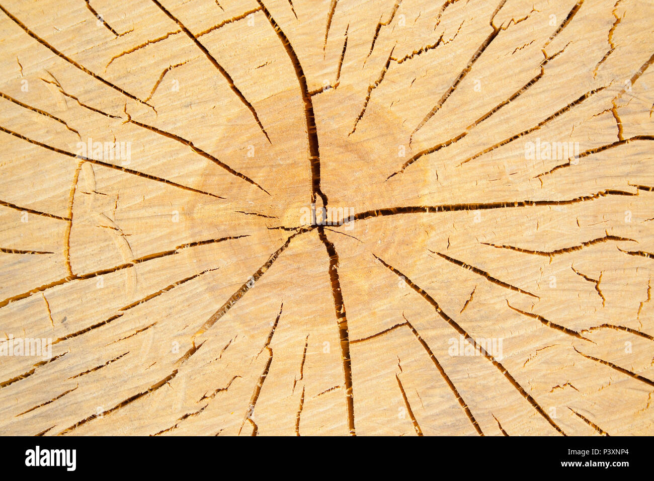 Cracked birch stump on sun. Cutted stump of tree Stock Photo - Alamy