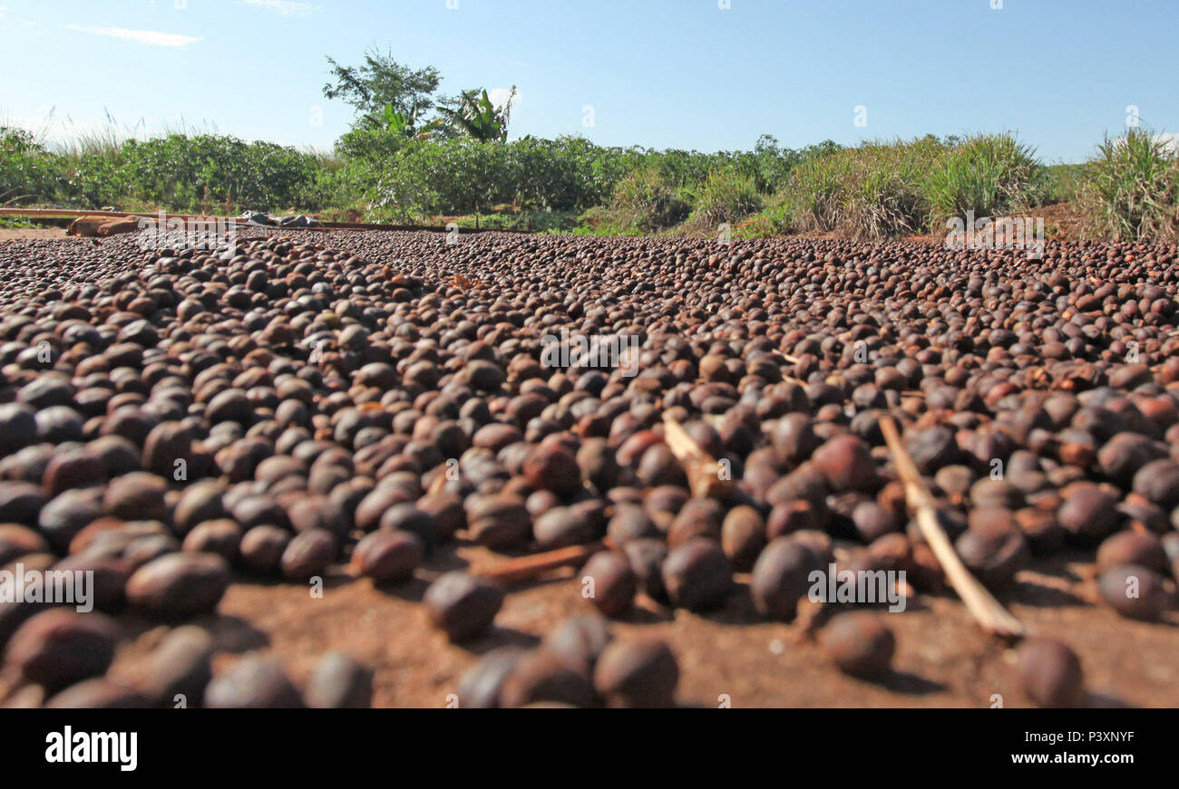 Café em grão secando em quintal de propriedade rural no município de ...