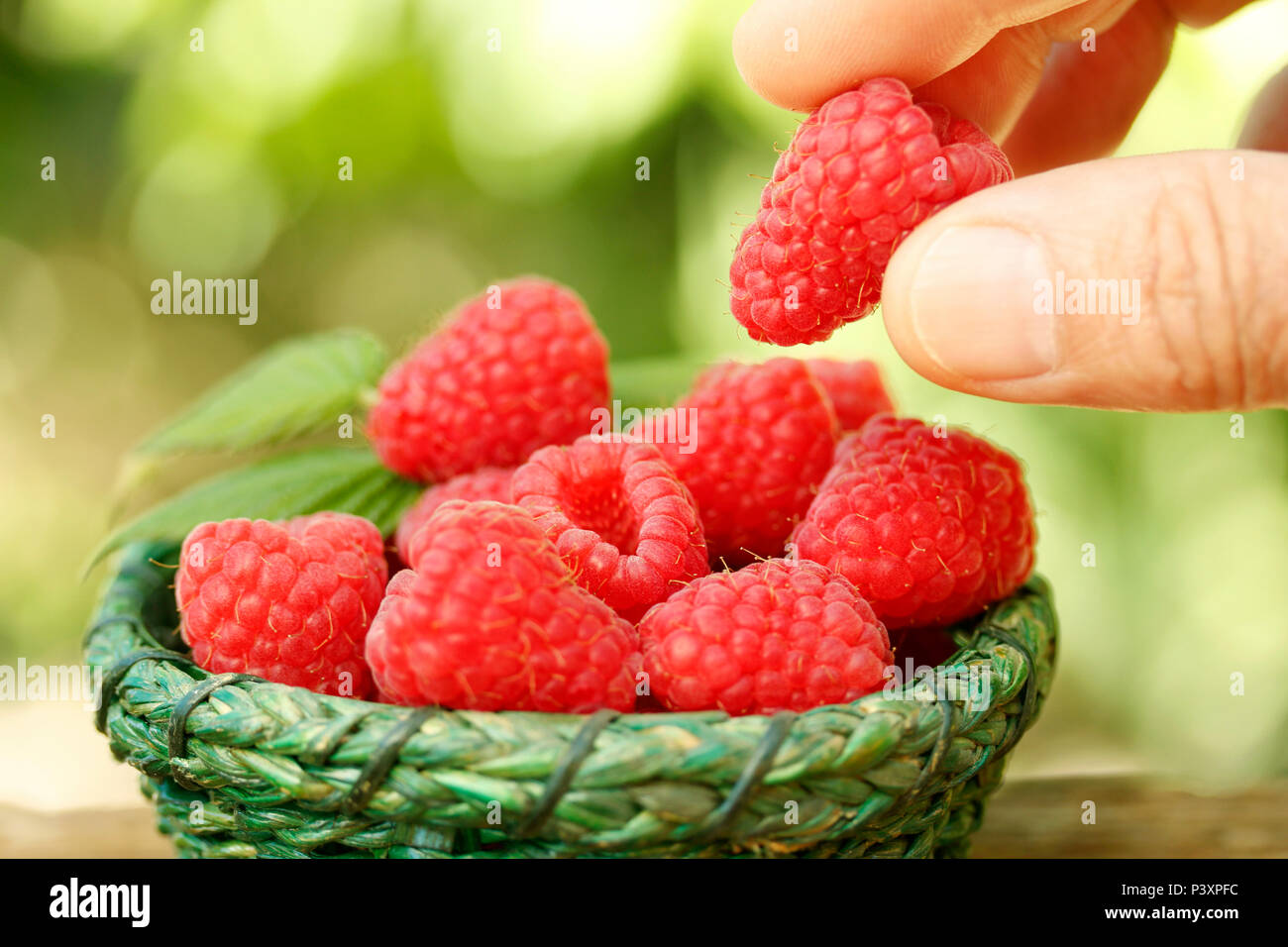 Hand picking raspberries hi-res stock photography and images - Alamy