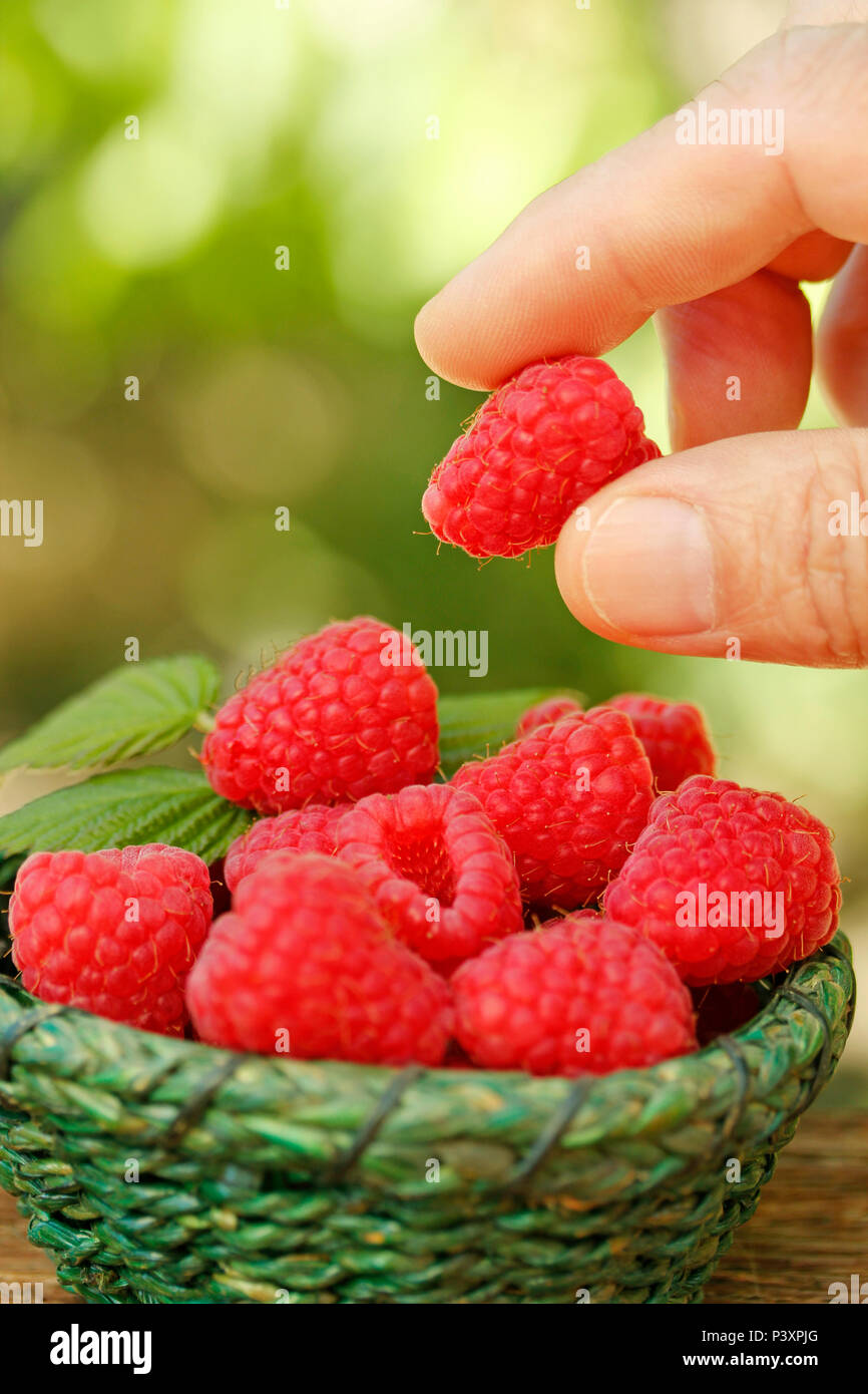 Hand picking raspberries hi-res stock photography and images - Alamy