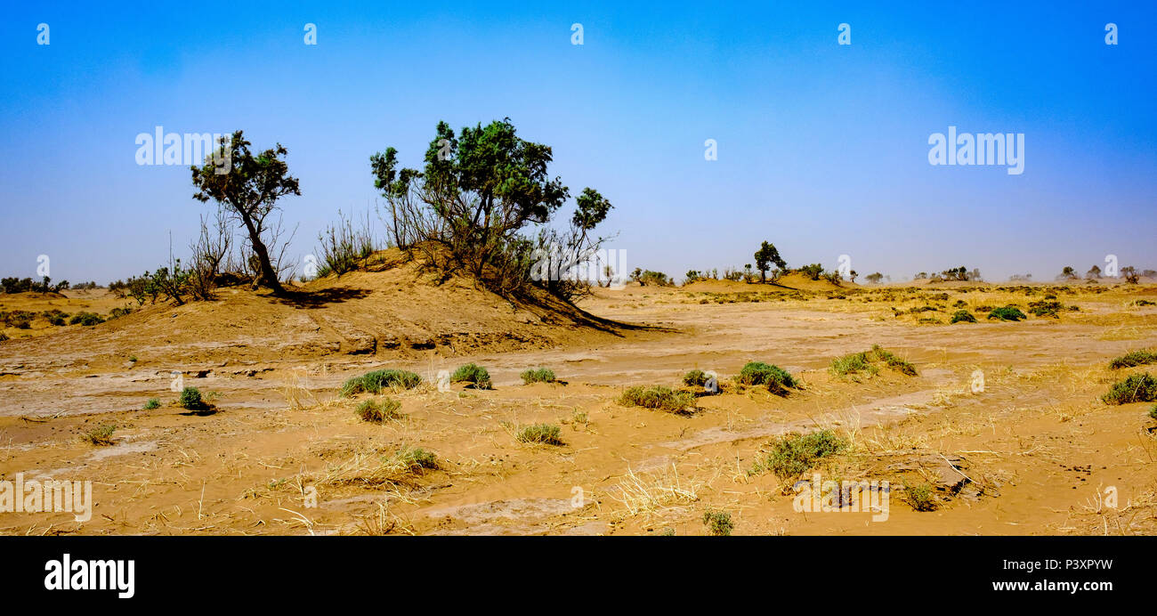 Trees growing in the Moroccan Sahara Desert Stock Photo - Alamy