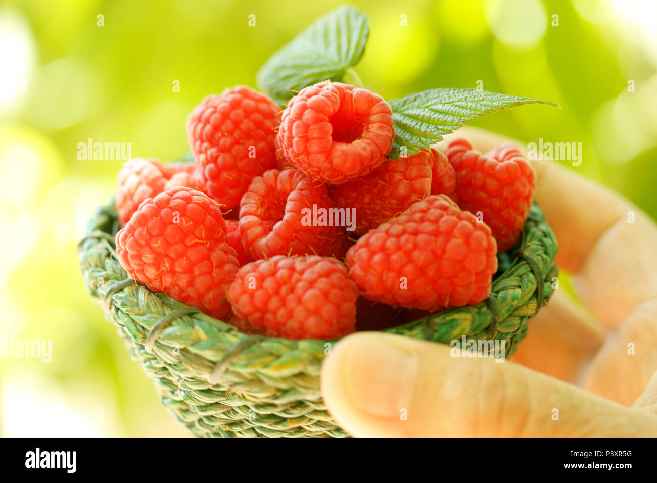 Hand picking raspberries hi-res stock photography and images - Alamy