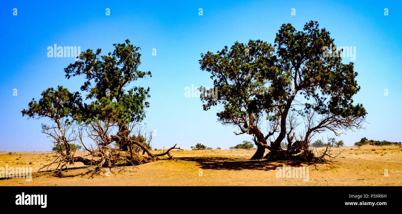 Trees growing in the Moroccan Sahara Desert Stock Photo - Alamy