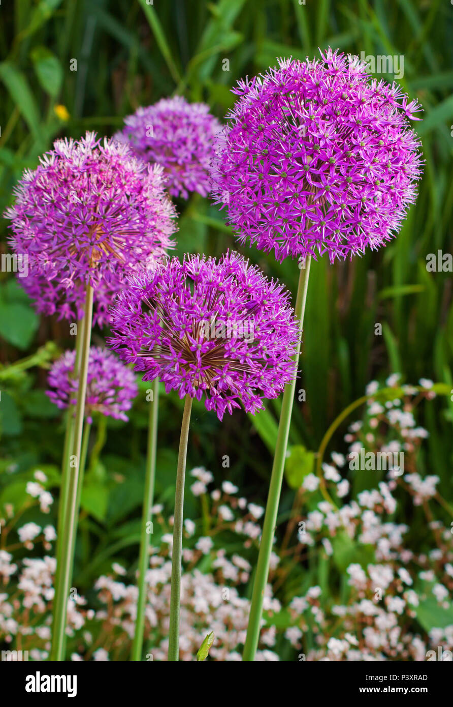 Red alliums hi-res stock photography and images - Alamy