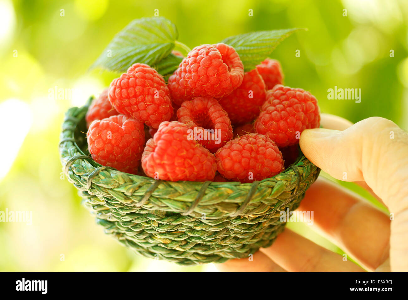 Hand holding raspberries hi-res stock photography and images - Alamy