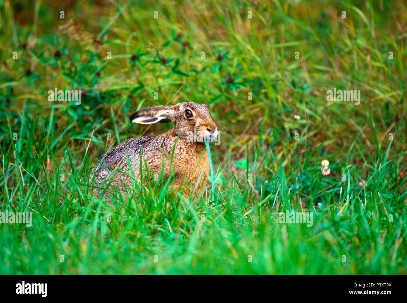 European Hare, Lepus europaeus, Leporidae, Hare, mammal, animal ...