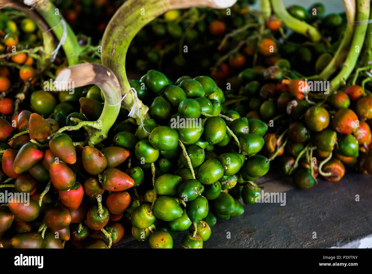 Pupunha, pupunha-verde-amarela, Bactris gasipaes, fruta regional da ...