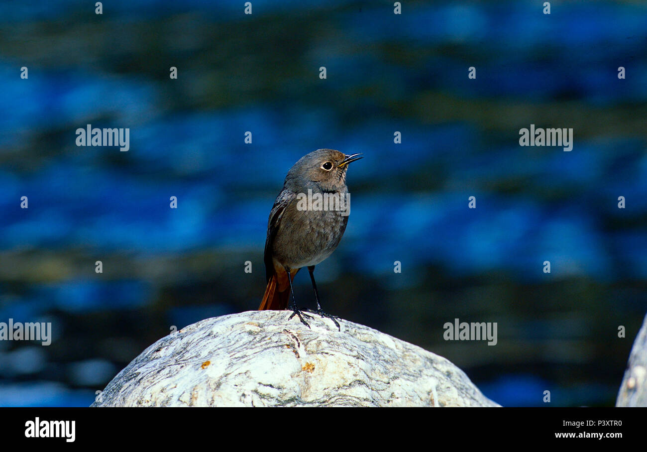 Juvenile male redstart hi-res stock photography and images - Alamy