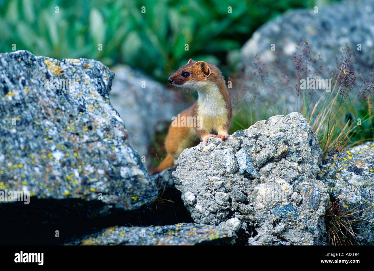 Ermine canton hi-res stock photography and images - Alamy