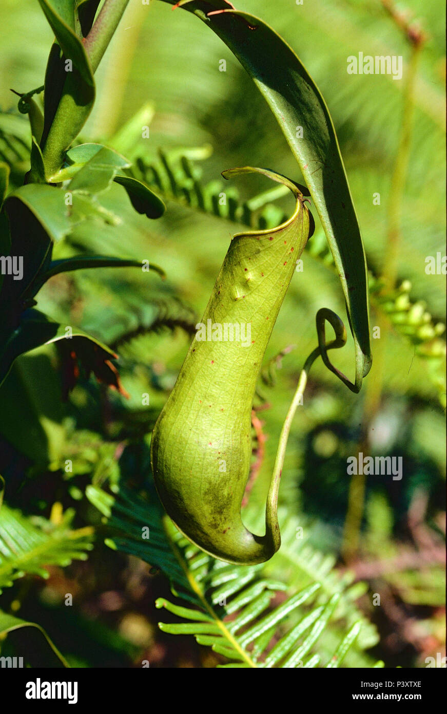 Pitcher Plant Nepenthes Gracilis Nepenthaceae Carnivorous Plant Tropical Plant Plant