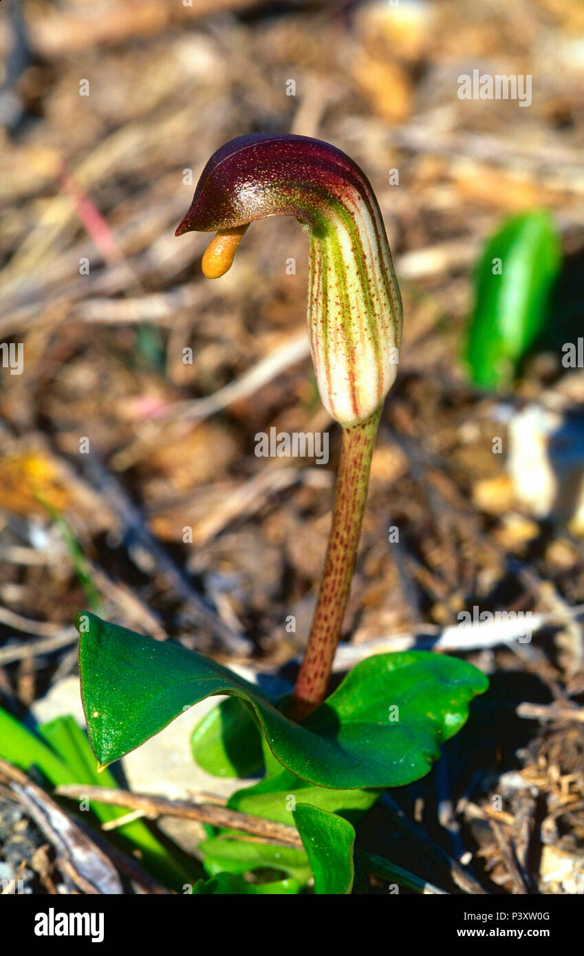 Friars cowl arisarum vulgare hi-res stock photography and images - Alamy