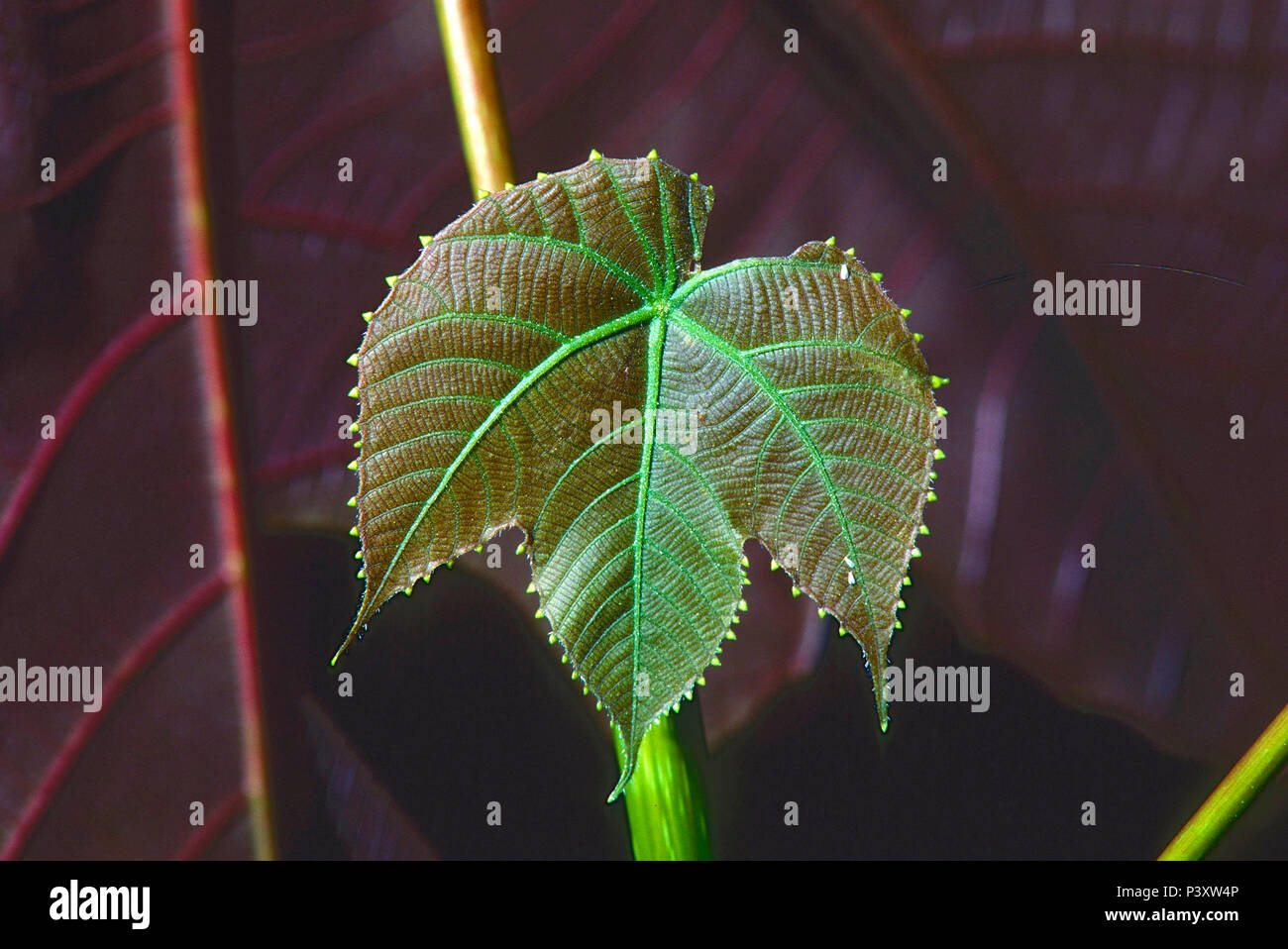 Plant Spec High Resolution Stock Photography and Images - Alamy