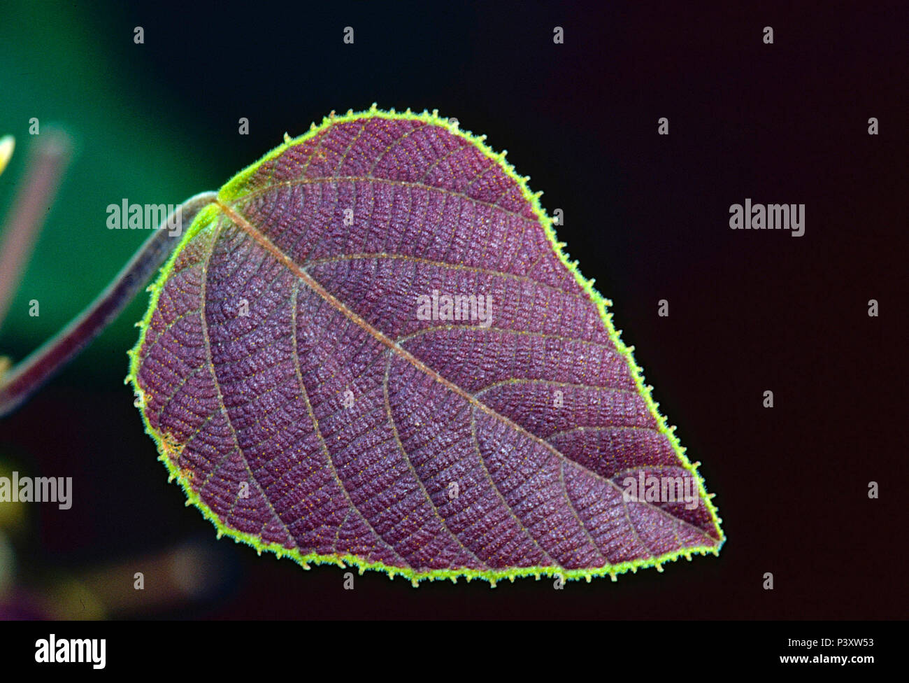 Foliage, leaf, structures, pattern, plant, plant spec., rainforest ...