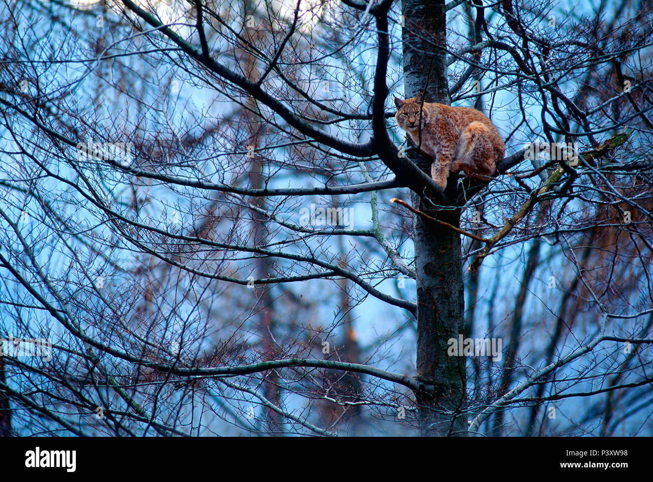 Zoo cat hi-res stock photography and images - Alamy