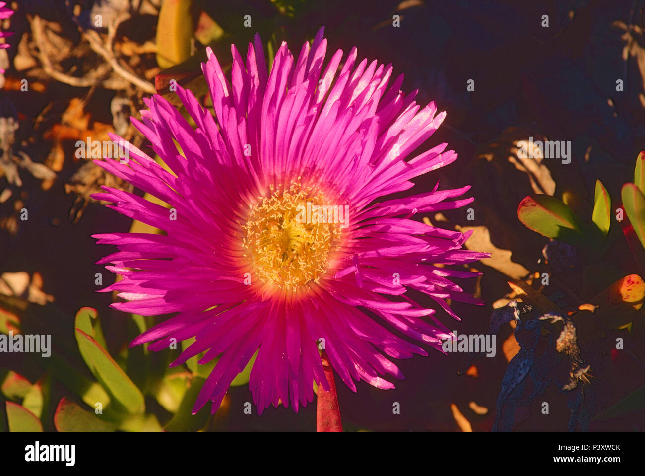 Sour fig hi-res stock photography and images - Alamy