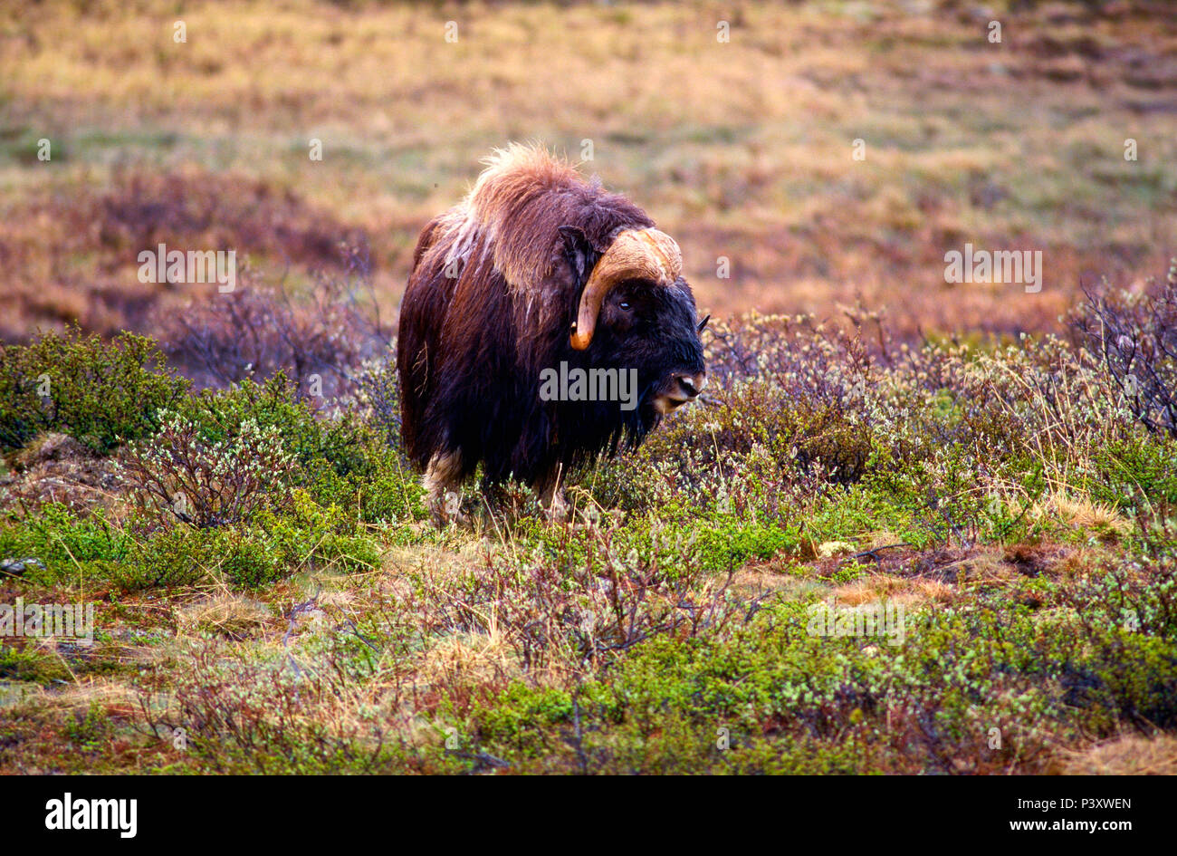 Animal ox hi-res stock photography and images - Alamy