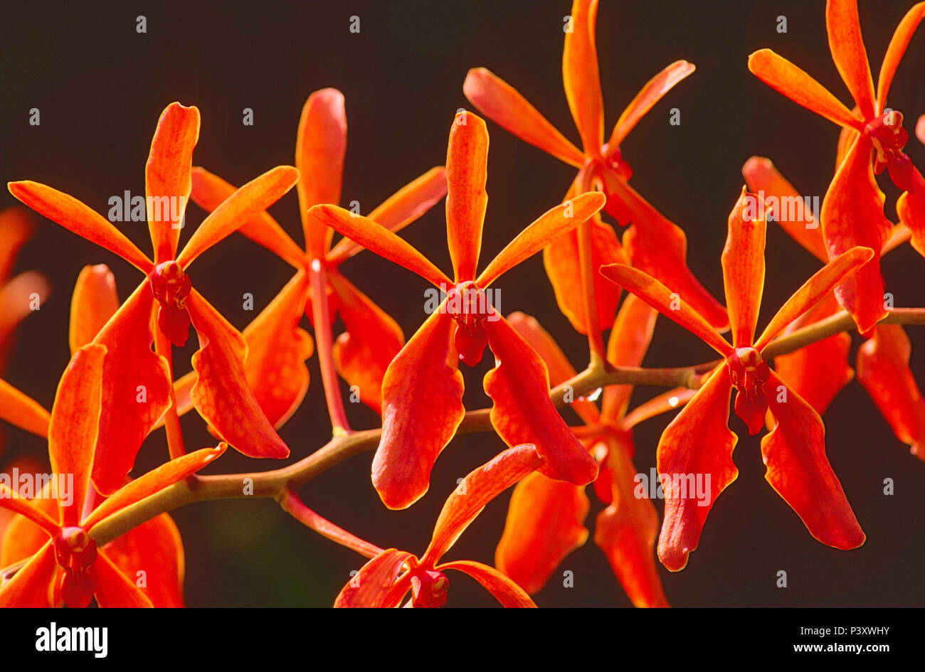 Renanthera spec hi-res stock photography and images - Alamy
