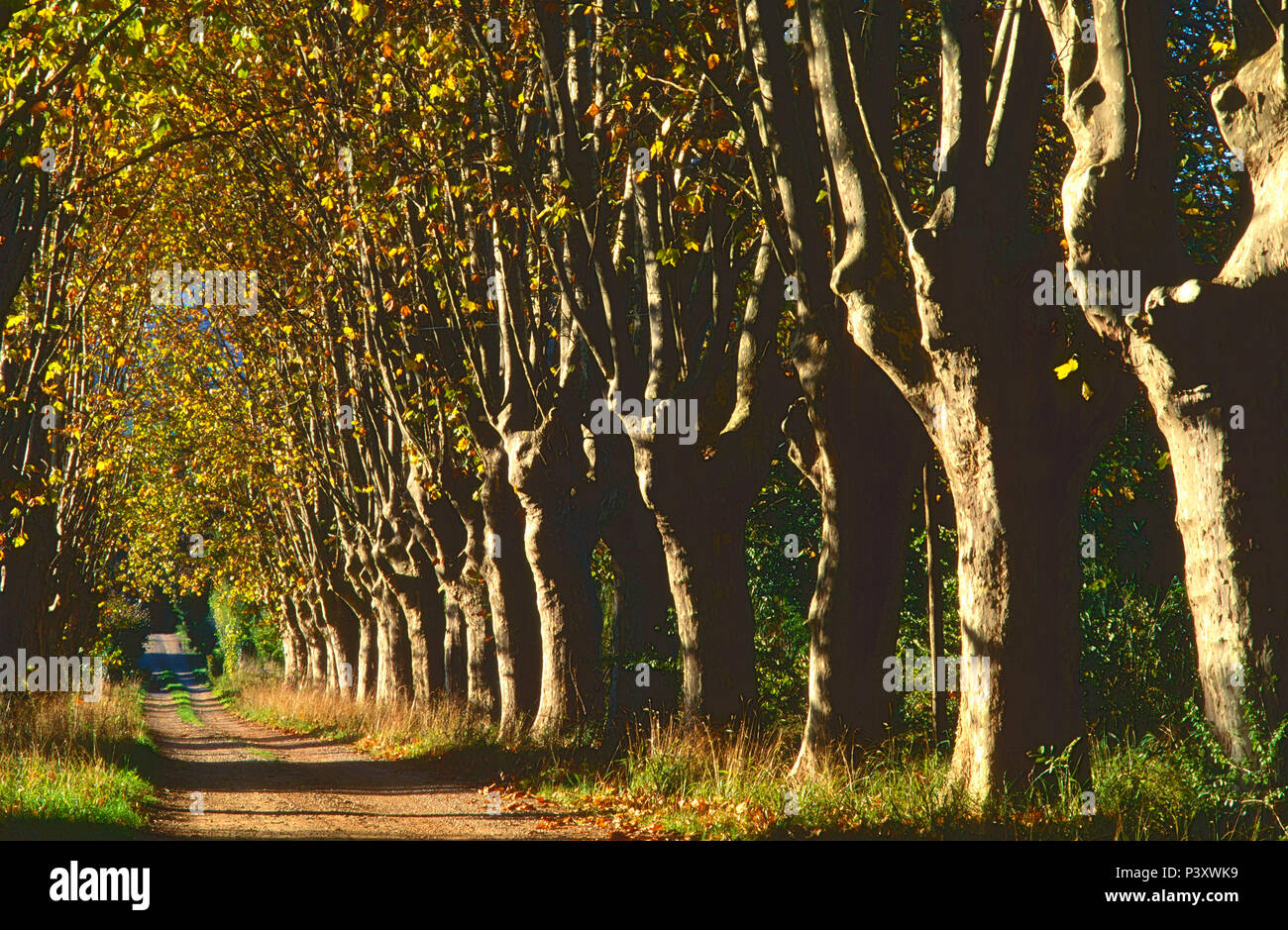 Plane trees provence hi-res stock photography and images - Alamy