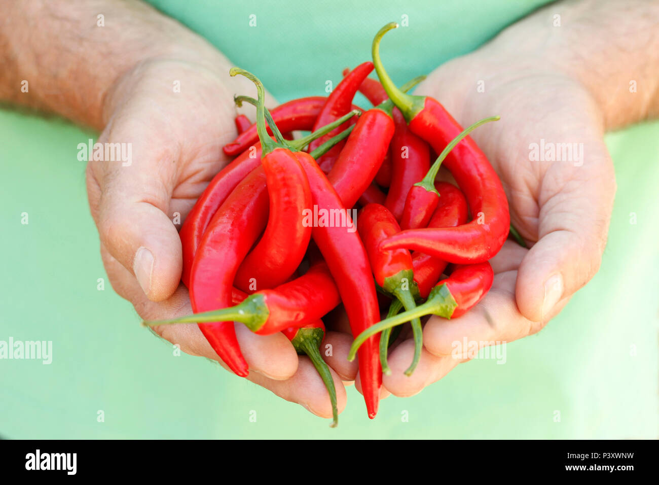 Red hot chilli Stock Photo - Alamy