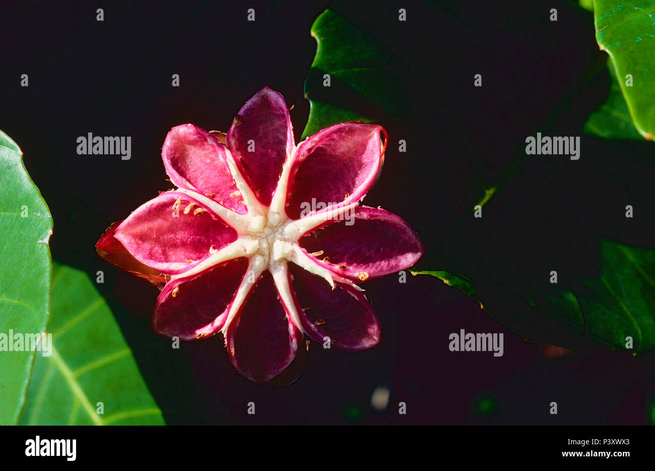 Dilleniaceae hi-res stock photography and images - Alamy