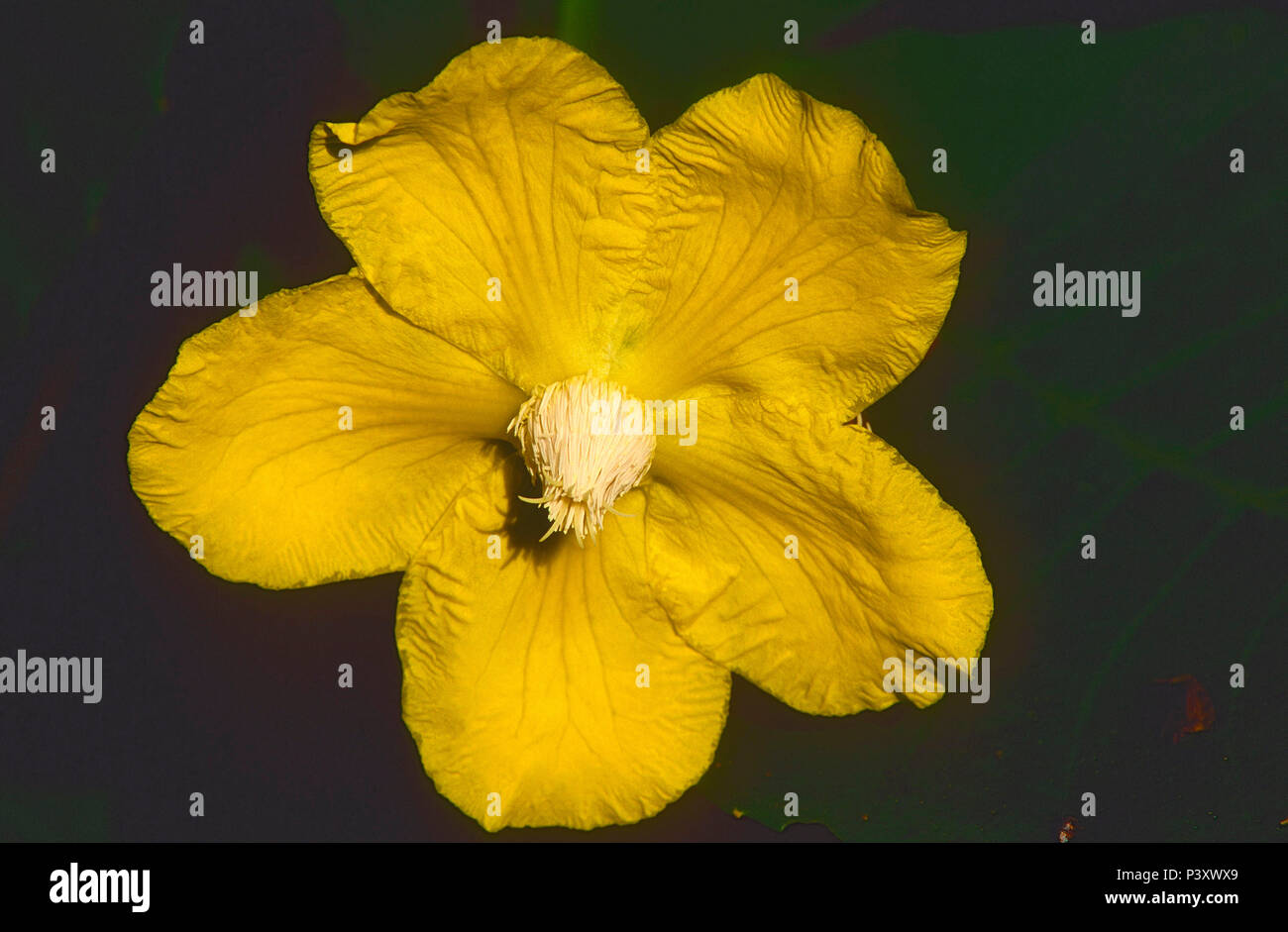 Dilleniaceae High Resolution Stock Photography and Images - Alamy