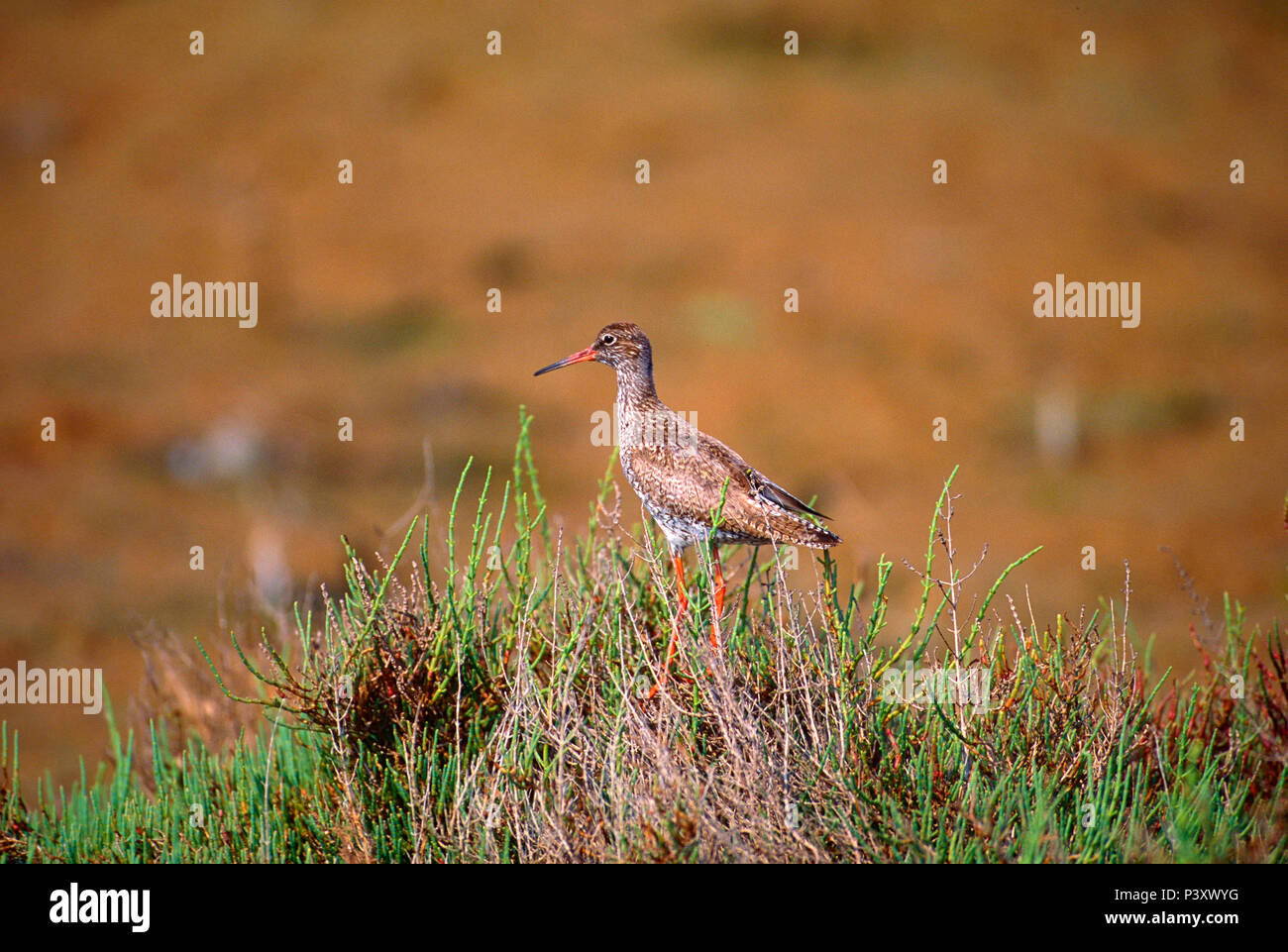 Wader bird hi-res stock photography and images - Alamy
